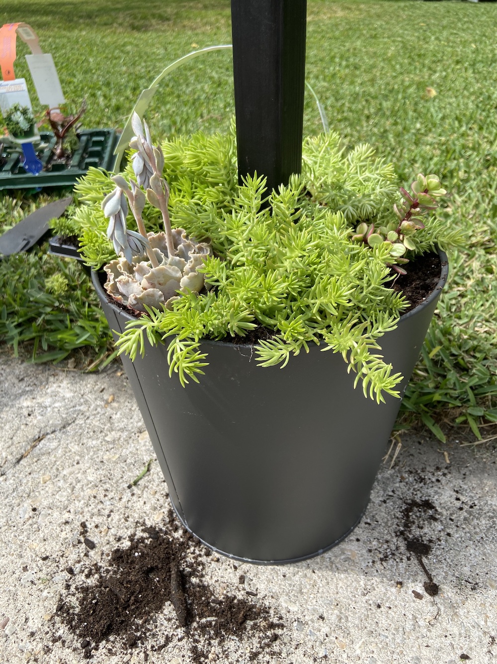 String Light Concrete Planters - Home With Stefani